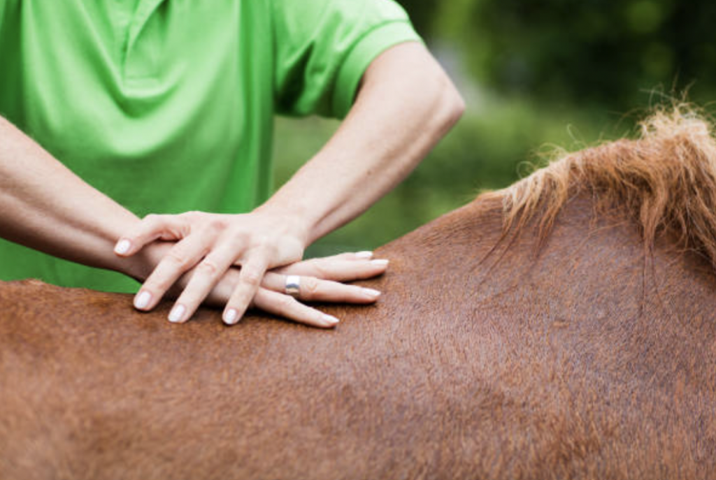 Understanding Animal Chiropractic: Benefits, Techniques, and ...